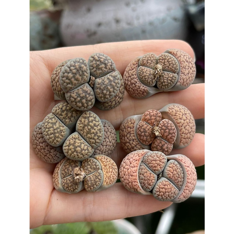 Lithops c198 Verruculosa Twin Head [ 3-3.6cm+ ] Living Stones Succulent ...