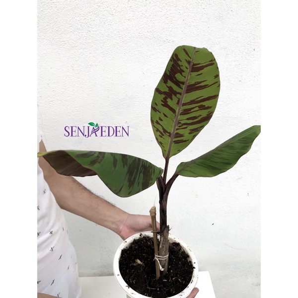 Musa Red Blood (Pisang Tompok Darah) | Shopee Malaysia