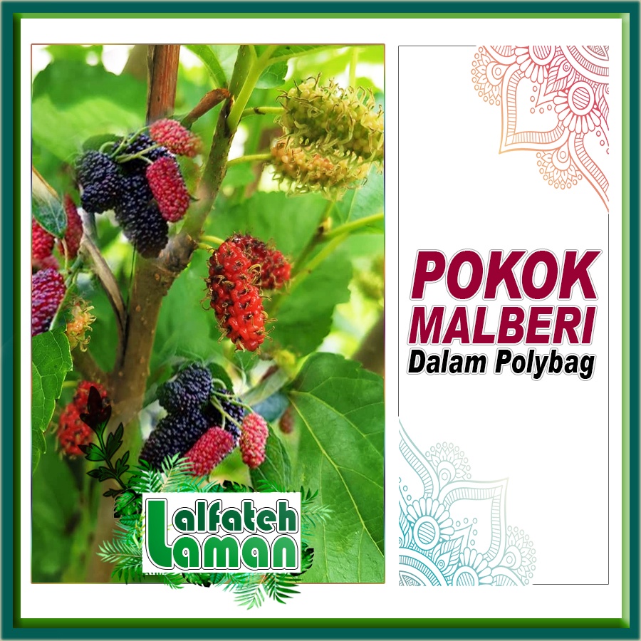Pokok Malberi/Mulberry | Shopee Malaysia