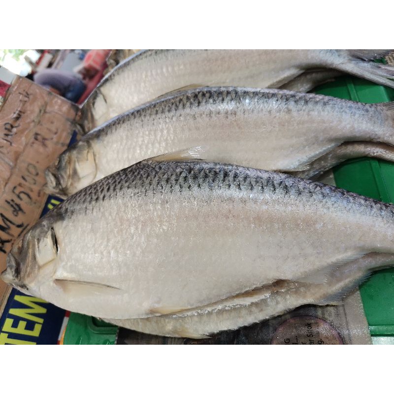 1 EKOR RM60 XXXL IKAN TERUBOK MASIN SARAWAK LOCAL TEMPATAN 🐟🐟🐟 | Shopee ...