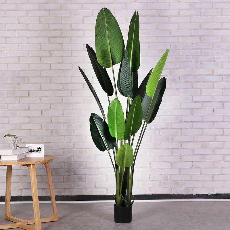 [READY STOCK ] PASU BUNGA SKYBIRD BANANA LEAF PLANT MURAH VIRAL PASU ...