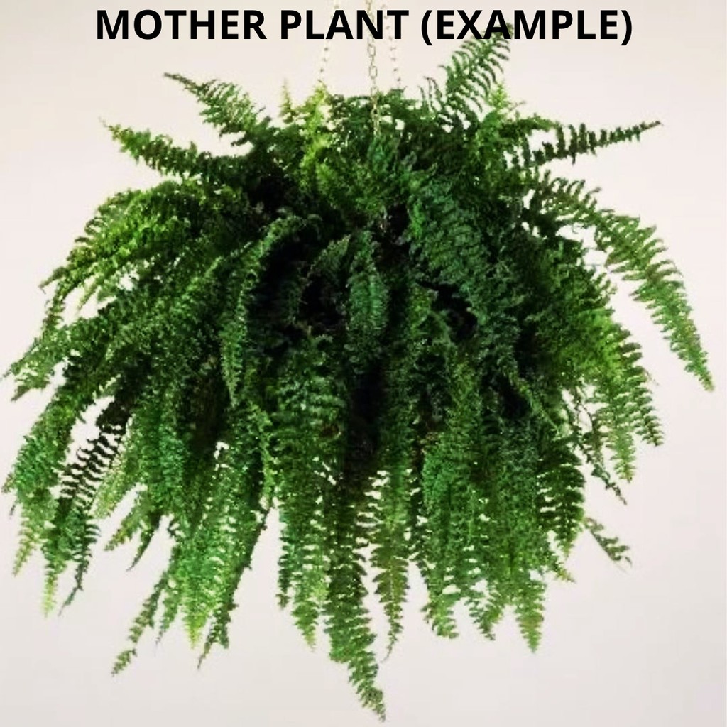 (Fern/pucuk paku)Nephrolepis exaltata | Boston Fern | Sword Fern Live ...