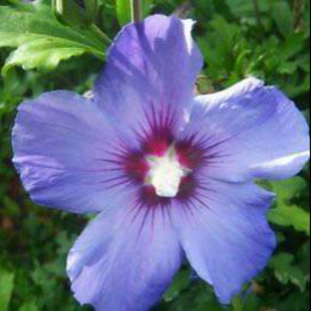 Benih pokok bunga raya / hibiscus syriacus blue bird seeds | Shopee ...