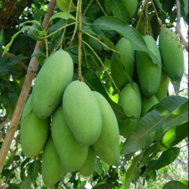 Pelam sala | mangga sala | manggo | buah pauh masak muda | jeruk asam ...