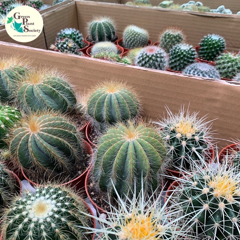 GPS Green Plant Society live plant Random Cactus 随机仙人掌 (P85) | Shopee ...