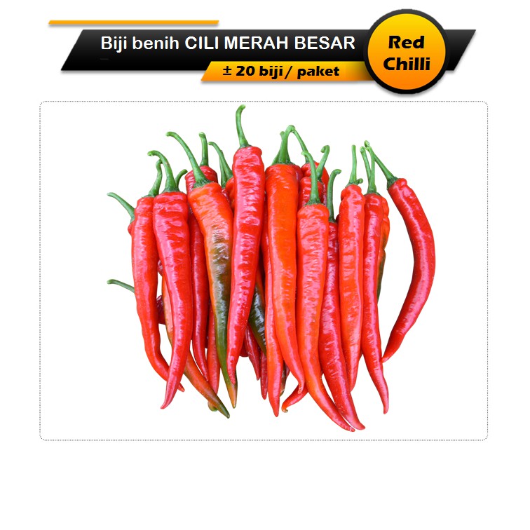 Biji Benih Cili Merah Besar (20 seeds) / Red Chili seeds (Chilli ...