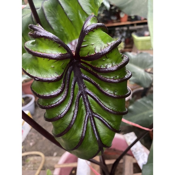 ‼️Colocasia viral‼️Colocasia Pharoah Mask‼️Colocasia topeng firaun‼ ...