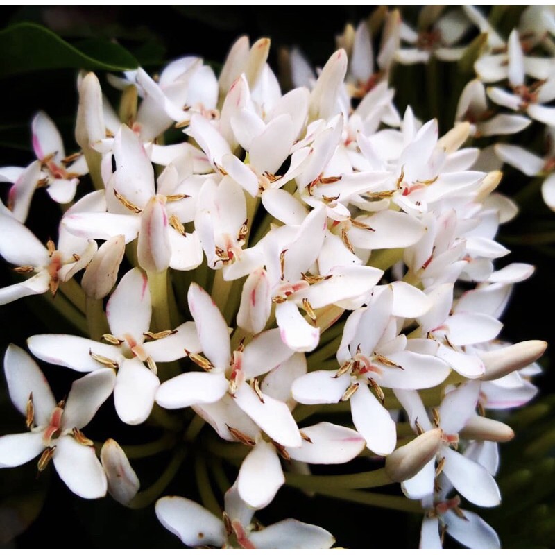 Keratan Bunga Pecah Periuk ( Ixora Accuminata Roxb ) Jenis Daun Kecil ...