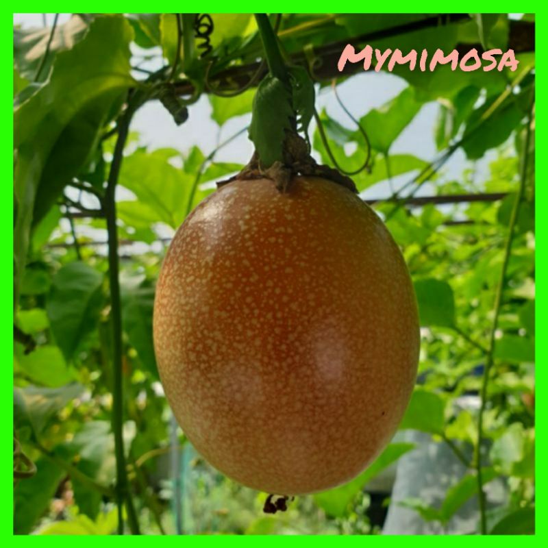 Giant Purple Passion Fruit Sapling Young Plant Anak Pokok Markisa 百香果 ...