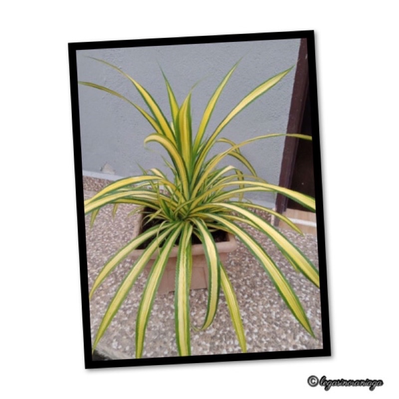 Pokok Pandan Kedah🌹Pandan Hijau Kuning🌹Pandan Hiasan🌹 | Shopee Malaysia