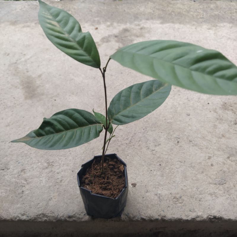 🌱ANAK POKOK LANGSAT DUKU🌱POS KE SELURUH MALAYSIA🌱 | Shopee Malaysia