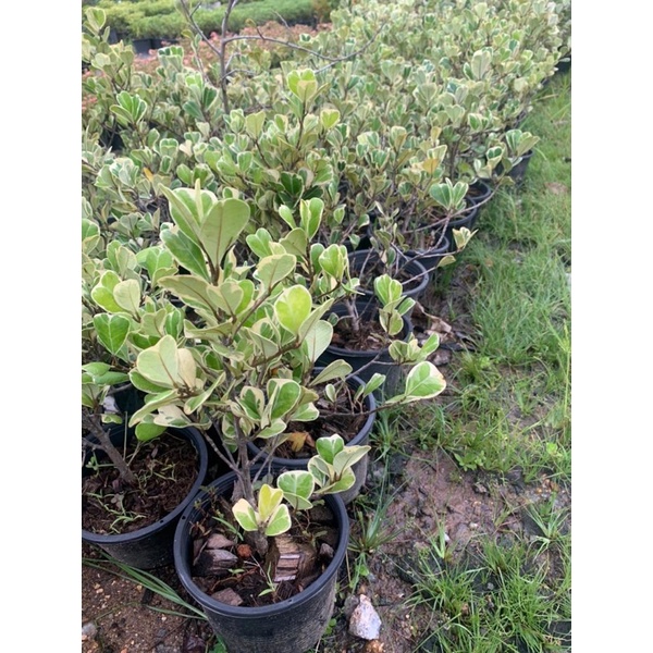 Pokok Bunga Mas Cotek | Shopee Malaysia