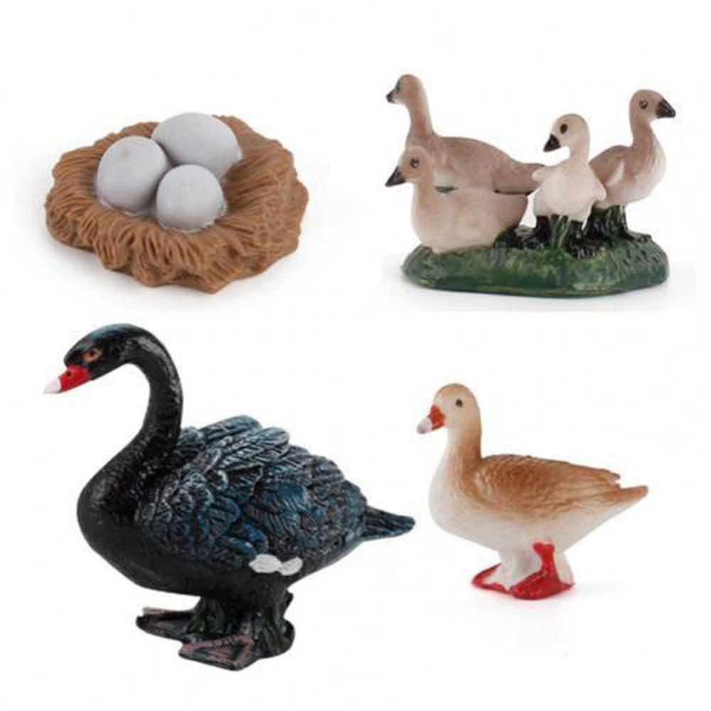 CORDELL Life Cycle Figures Science Simulation Swan Model Hen Cock ...