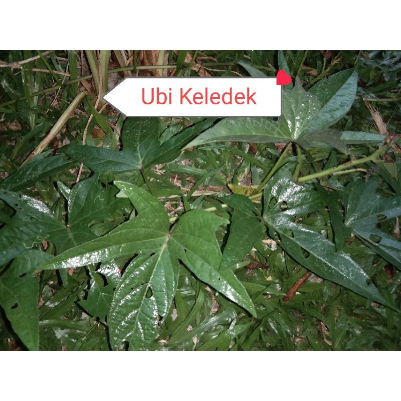 8 Keratan Batang Ubi Keledek Putih | Shopee Malaysia