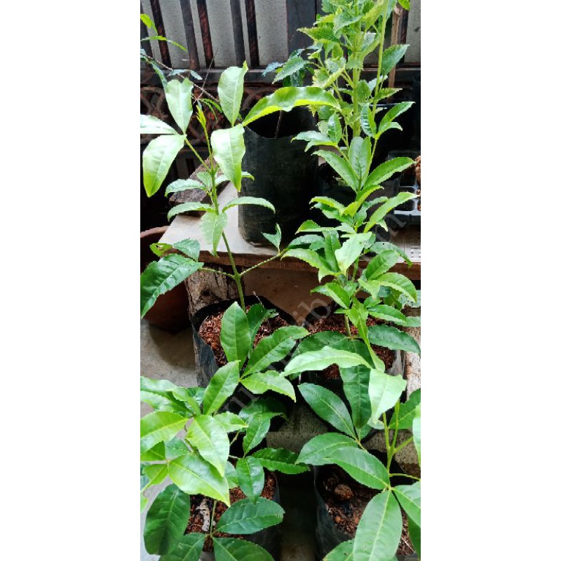 pokok ulam cabang 3/cabang tiga/tenggek burung | Shopee Malaysia