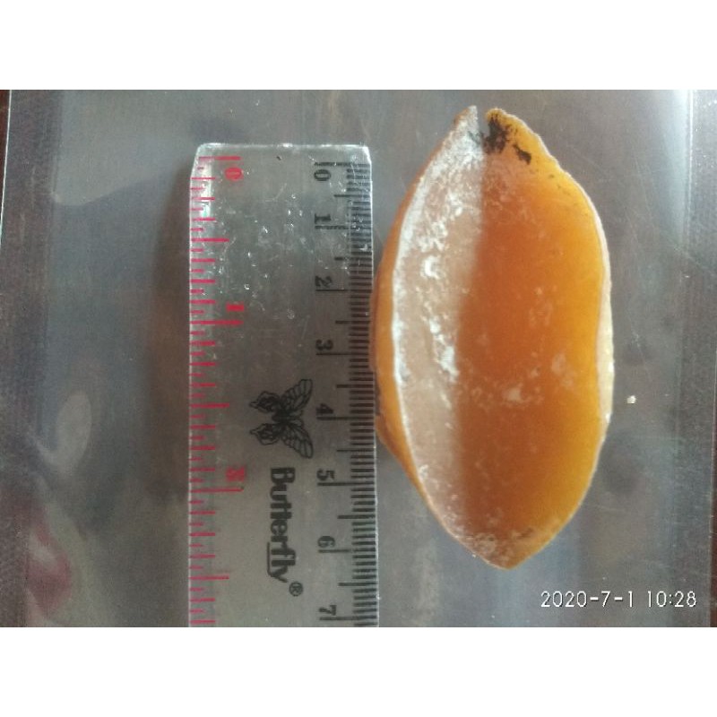 Bao yu Bao hu Abalone Shells 100 Grams | Shopee Malaysia