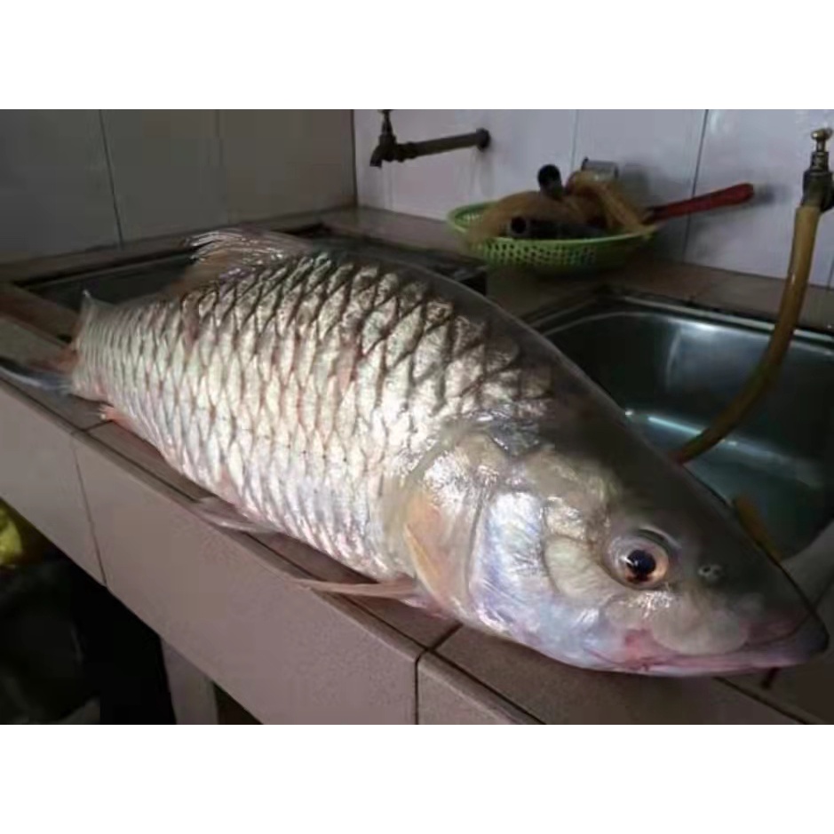 IPOH SEAFOOD - WILD IKAN SEBARAU SARAWAK 2kg+/- / 水马溜鱼 | Shopee Malaysia