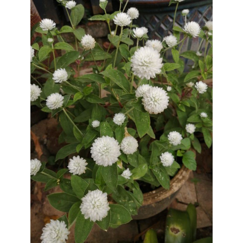 Biji benih bunga butang putih ready stock | Shopee Malaysia