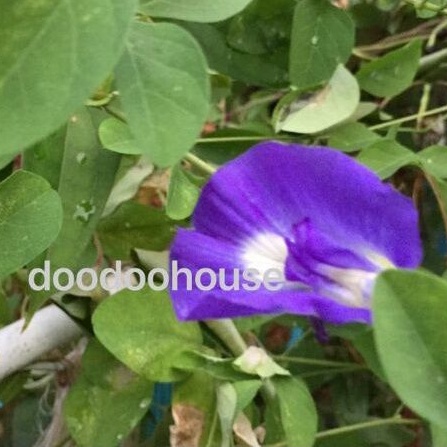 🌟READY STOCK🌟ORGANIC Butterfly Pea Flower/Bunga Kacang Rama-rama (Home ...
