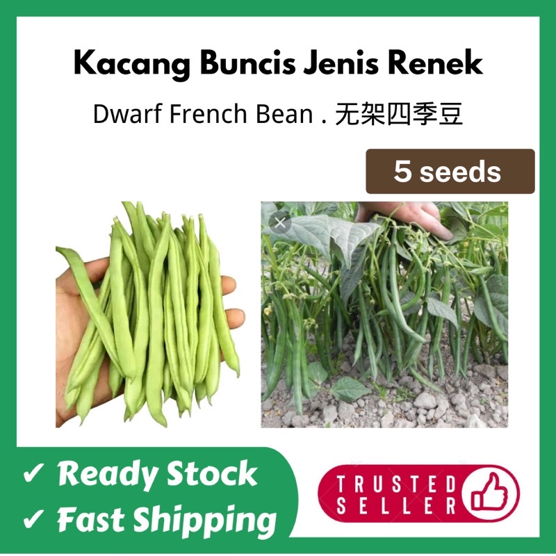 Kacang Buncis Jenis Renek/ Dwarf French Bean/无架四季豆 （Vegetable Bean Seed ...