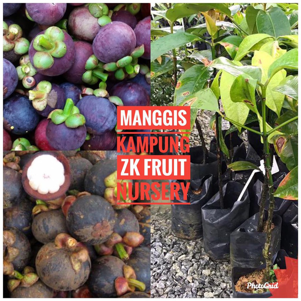 Anak pokok manggis kampung | Shopee Malaysia