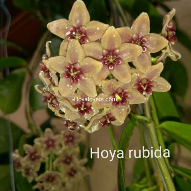 Hoya rubida #real plant | Shopee Malaysia