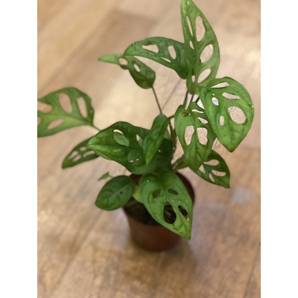 Monstera Adansonii (sweet cheese plant) | Shopee Malaysia