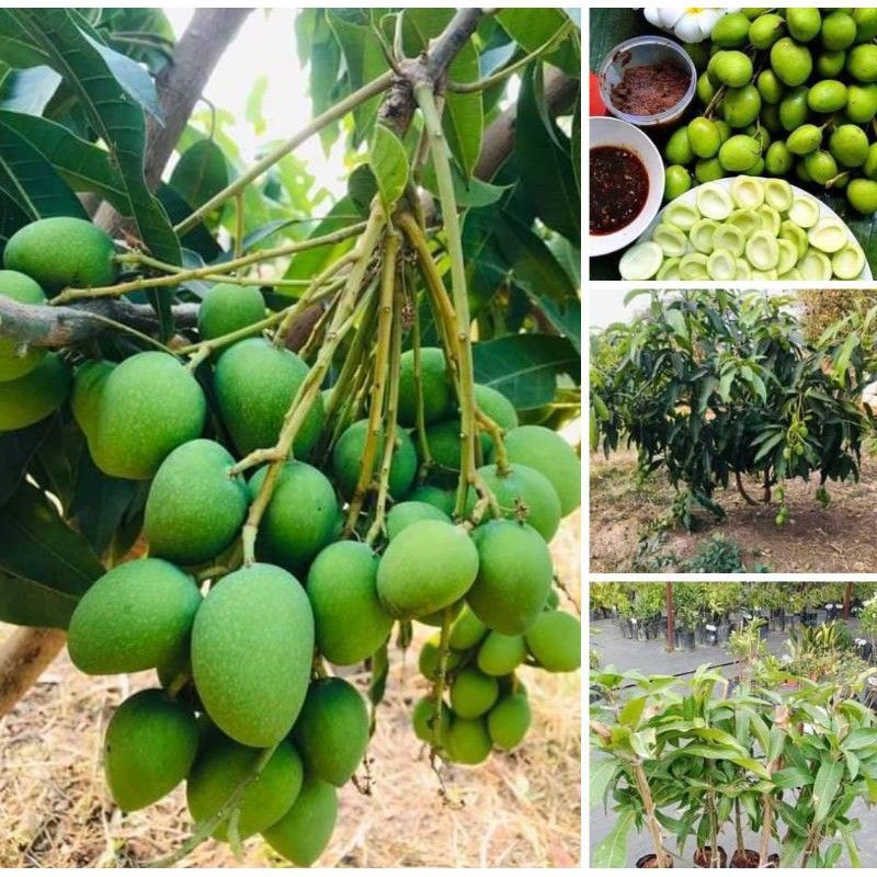 Pelam Telor/Pelam Pauh(anak Pokok) | Shopee Malaysia