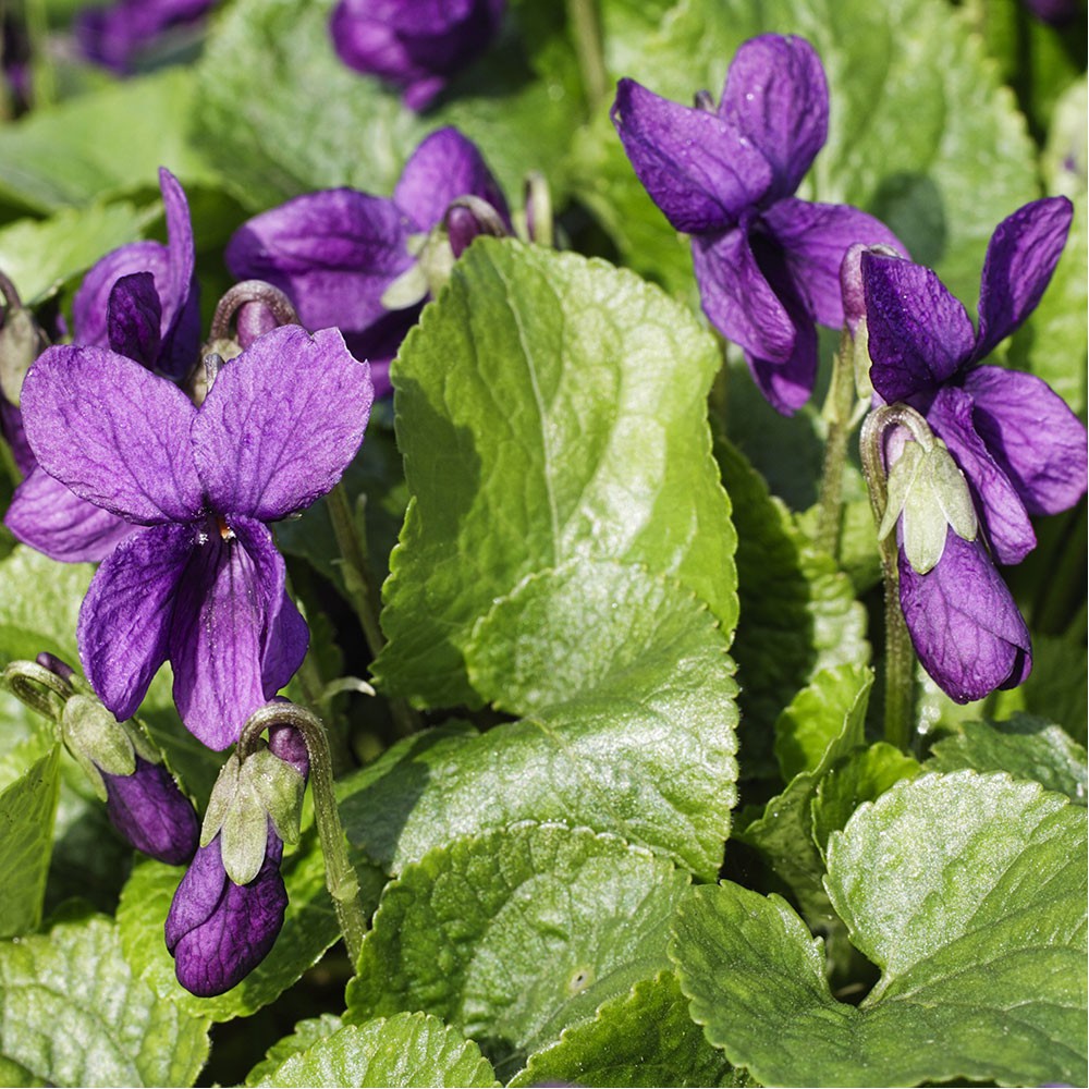 Florihana Absolutes Violet Absolute Viola odorata | Shopee Malaysia