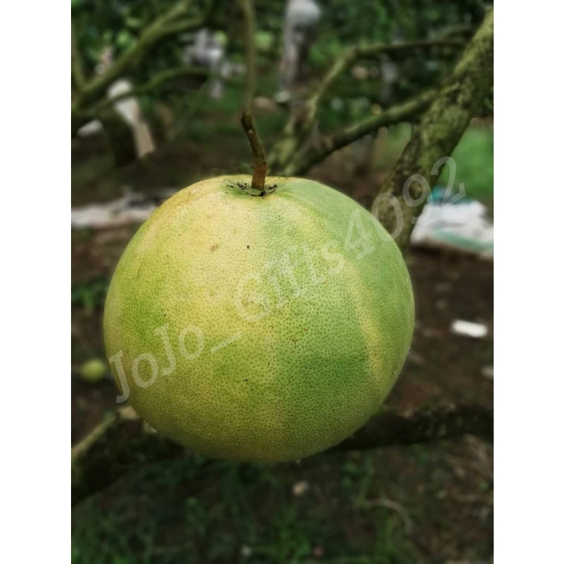 (XL-1.9kg-2.2kg)Pomelo Sweet & Sour/Limau Bali Asam/酸甜柚子 | Shopee Malaysia