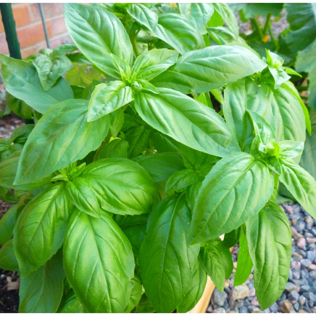 Varieti Selasih / Basil Varieties - Pokok Hidup / Live Plant | Shopee ...