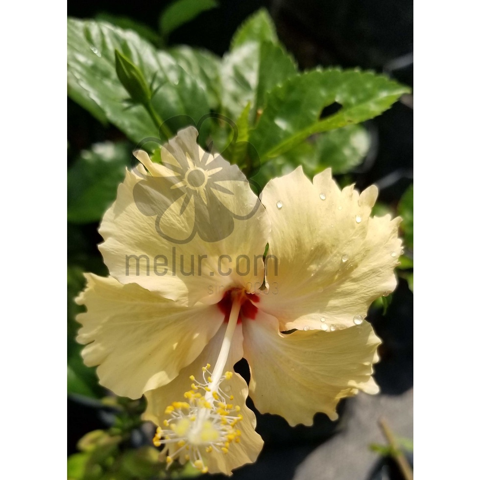 MKT - Light orange Hibiscus cutting / Keratan Bunga raya oren muda ...