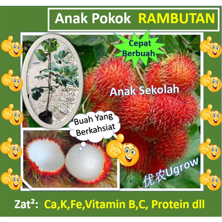 Anak Pokok Rambutan Anak Sekolah 红毛丹 树苗 红毛丹树苗 Sapling Rambutan | Shopee ...