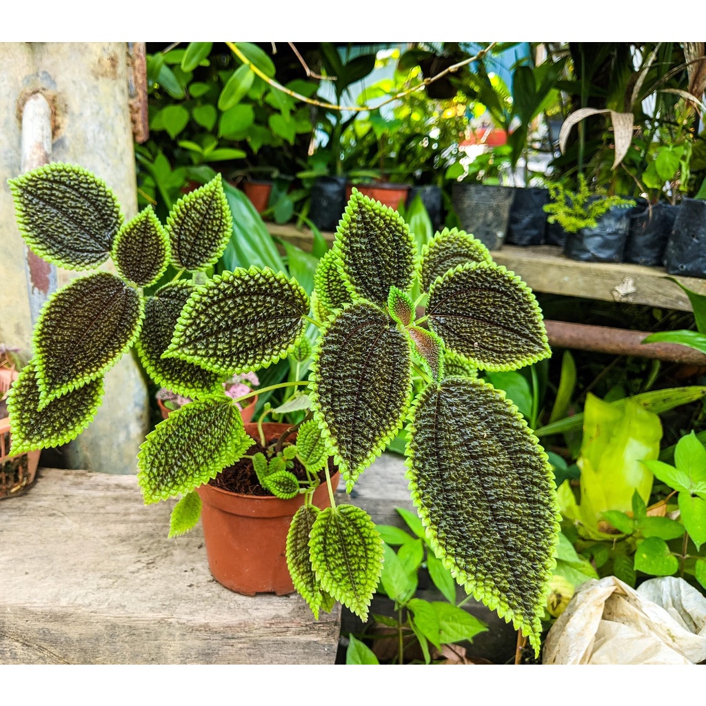 Bunga hidup/Live Plant/READY STOCK/Pilea Molis [PILEA INVOLUCRATA ‘MOON ...