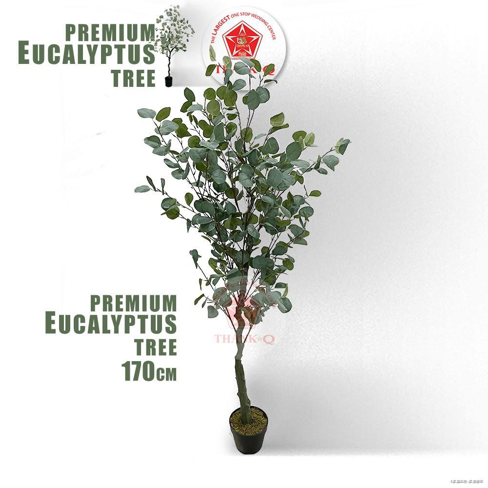 Pokok Viral - Premium Olive Tree & Eucalyptus (READY STOCK) | Shopee ...