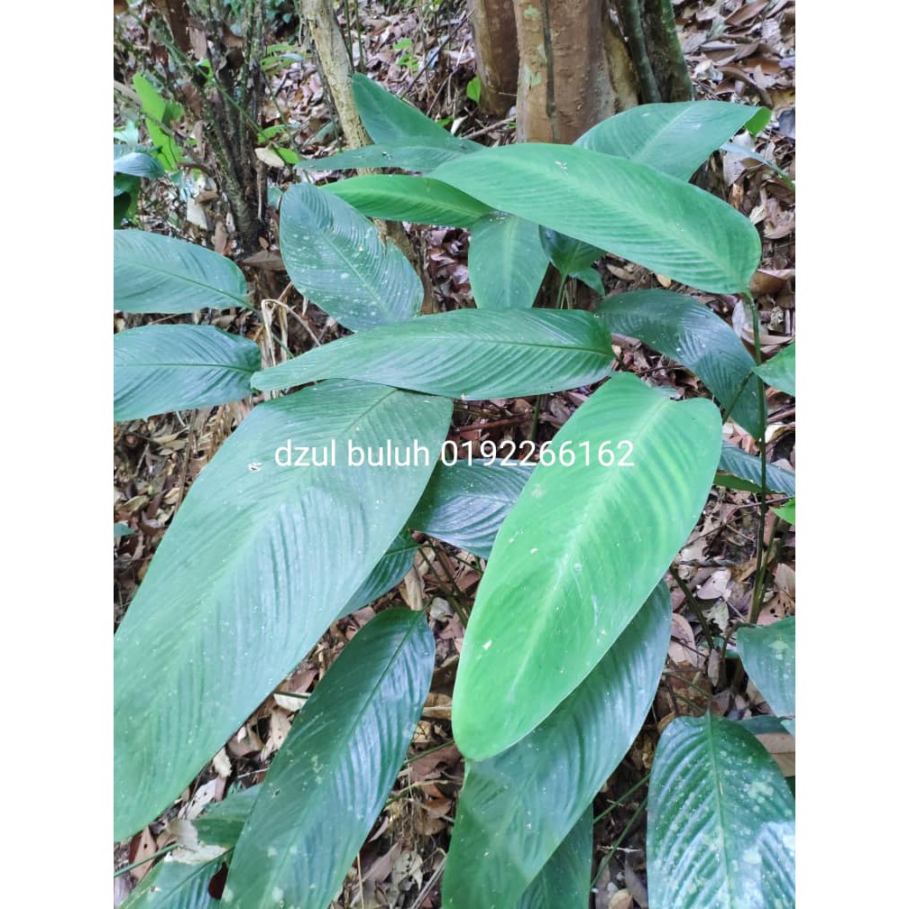 PEMBORONG DAUN LEREK RAYA 2024 : Daun Lerek 10 helai RM 12.00 dari ...