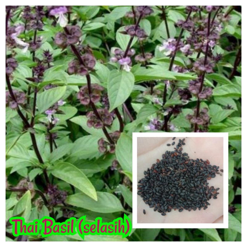 Thai Basil/selasih(100 biji) | Shopee Malaysia