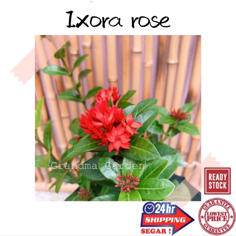 (GG real plant) ixora rose ^ exora pokok bunga hidup hiasan rumah live ...