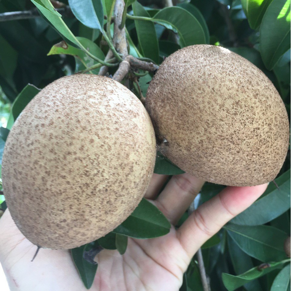 Baja sb Pokok Buah Ciku Jadi Besar Pack 1.5kg | Shopee Malaysia