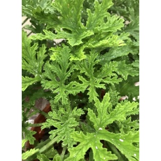 [Paling Horticulture Sdn Bhd] Pokok Halau Nyamuk | Mosquito Repellent ...