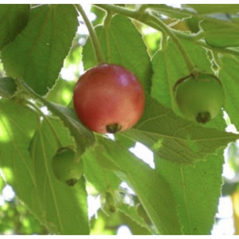 1 XXXL pokok atau 2 keratan ceri kampung | Shopee Malaysia