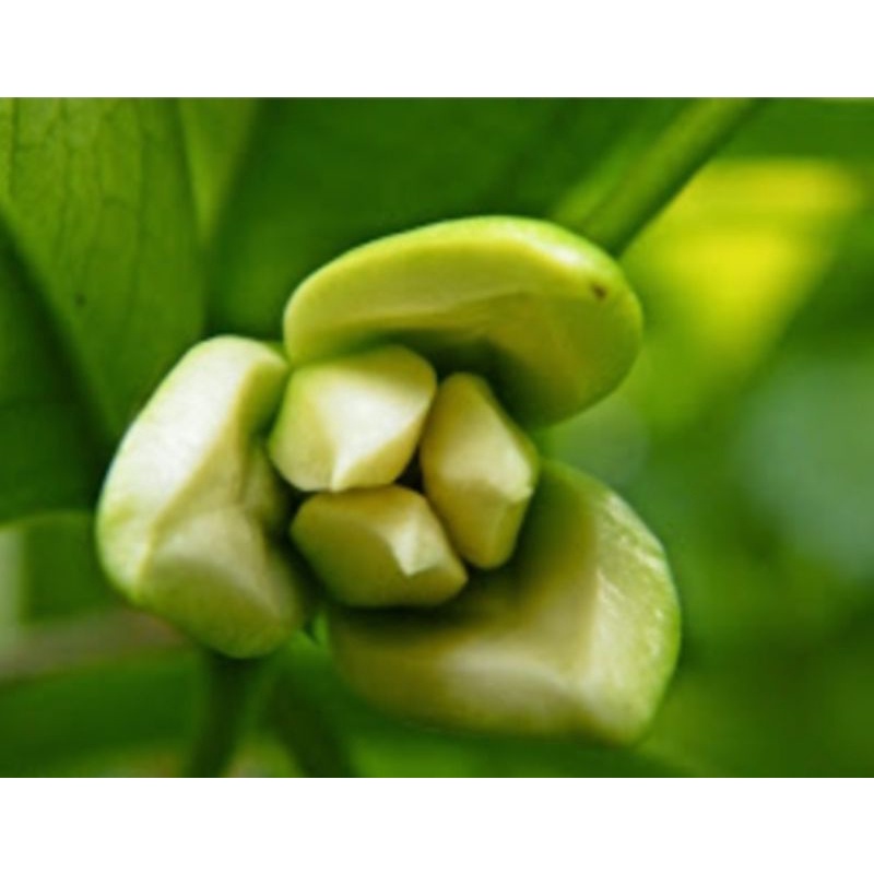 Pokok bunga lecek atau bunga kapur berbau wangi(Anaxagorea javanica ...