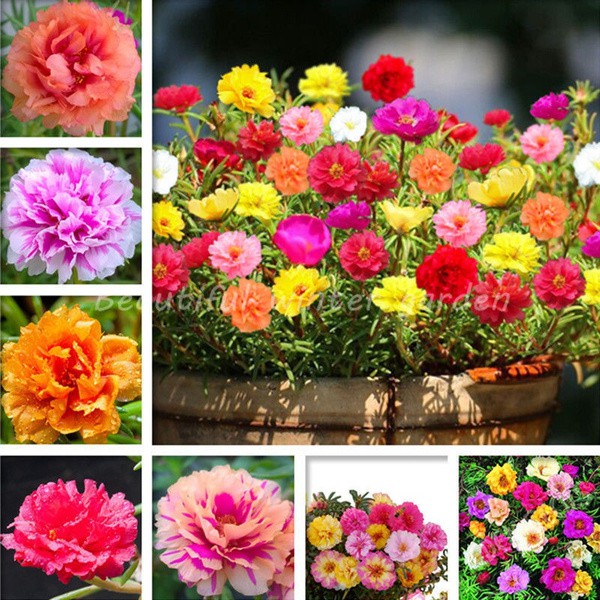 200pcs precious sunflower seed double petal pine leaf peony potted ...