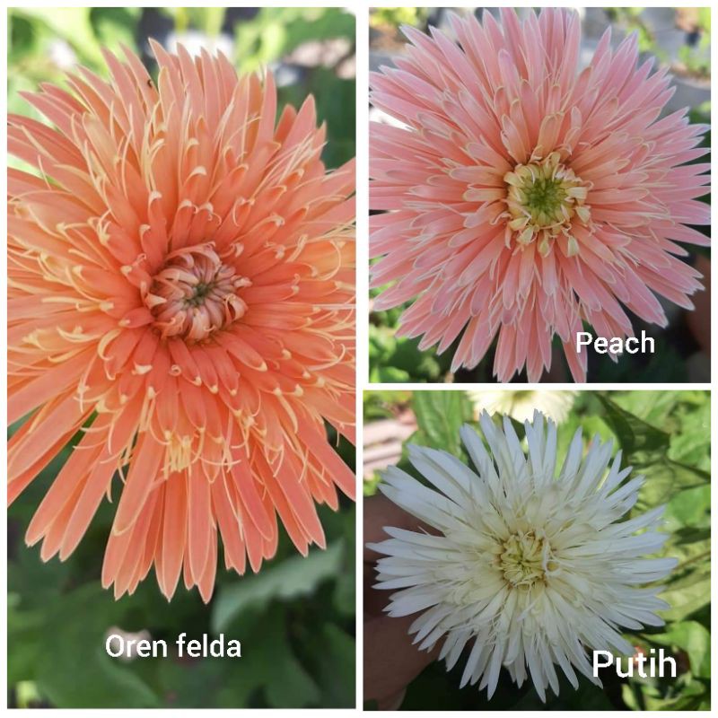 anak pokok daisy kampung(3 pokok) | Shopee Malaysia