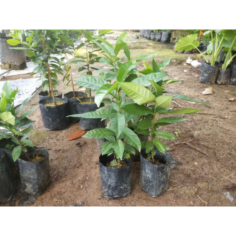 ANAK POKOK DAUN SALAM ATAU SAMAK ATAU SERAI KAYU | Shopee Malaysia