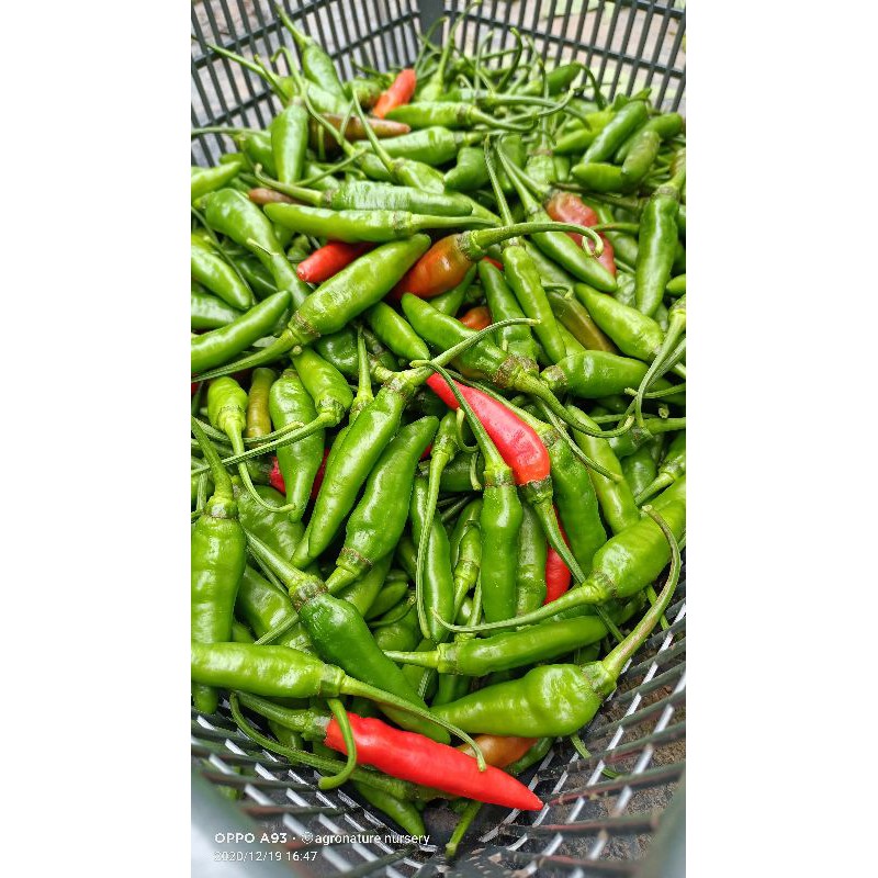anak pokok cili padi kampung giant | Shopee Malaysia