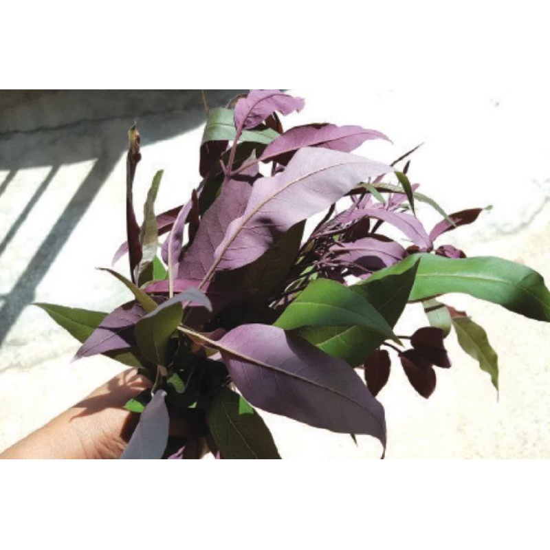 DAUN LEMUNI SEGAR | ANAK POKOK LEMUNI | KERATAN BATANG LEMUNI | ANAK ...