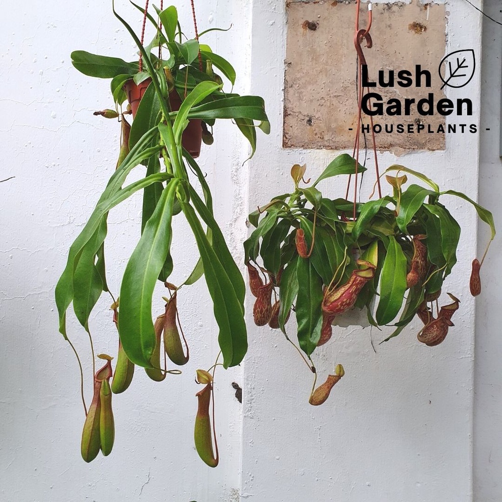 [Bushy] Nepenthes / Monkey Cup / Periuk Kera / 猪笼草 Carnivorous Plant ...