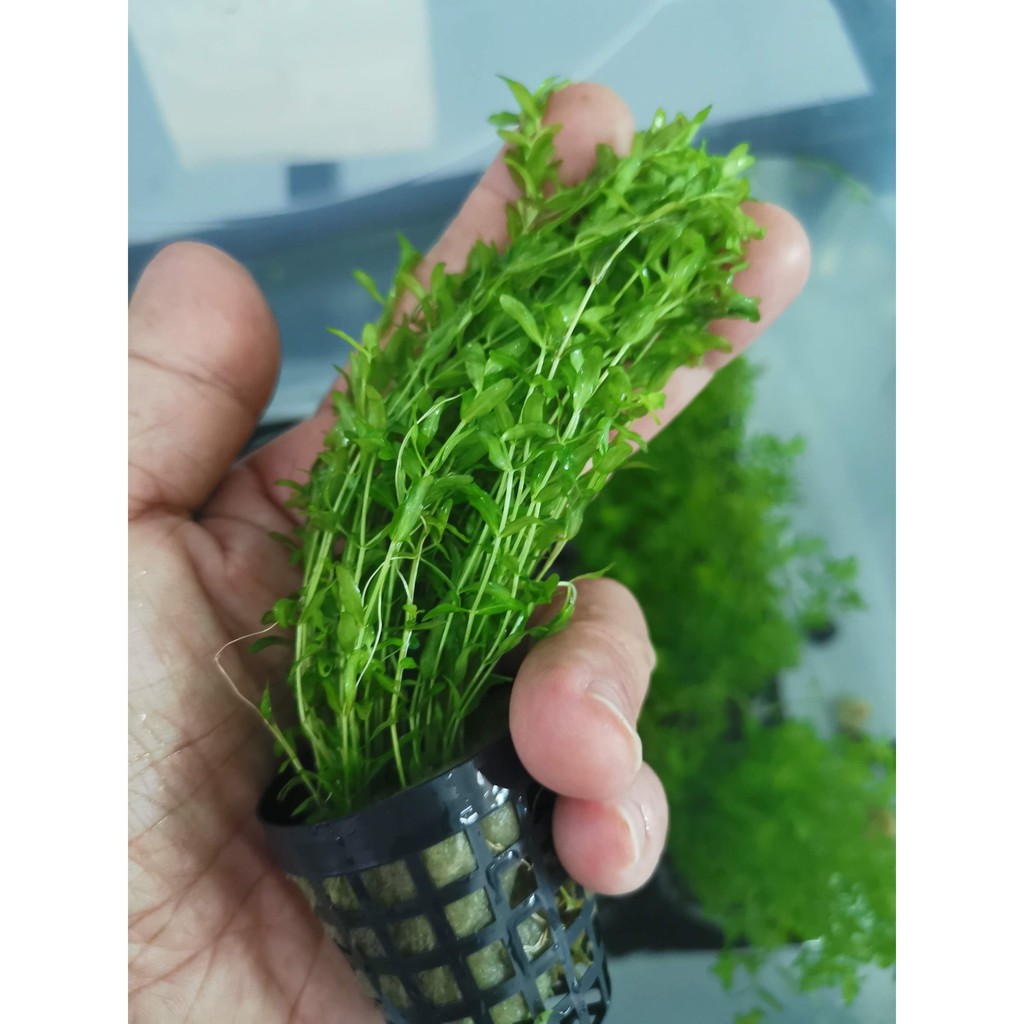 Pearl grass (Hemianthus Micranthemoides) 珍珠草 - Aquarium aqua plant fish ...