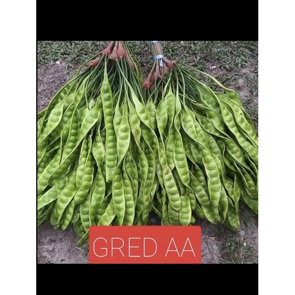 PETAI TAPAH AWESOME! | Shopee Malaysia